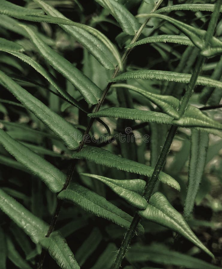 Green Leaves in Front of the House Stock Photo - Image of front ...