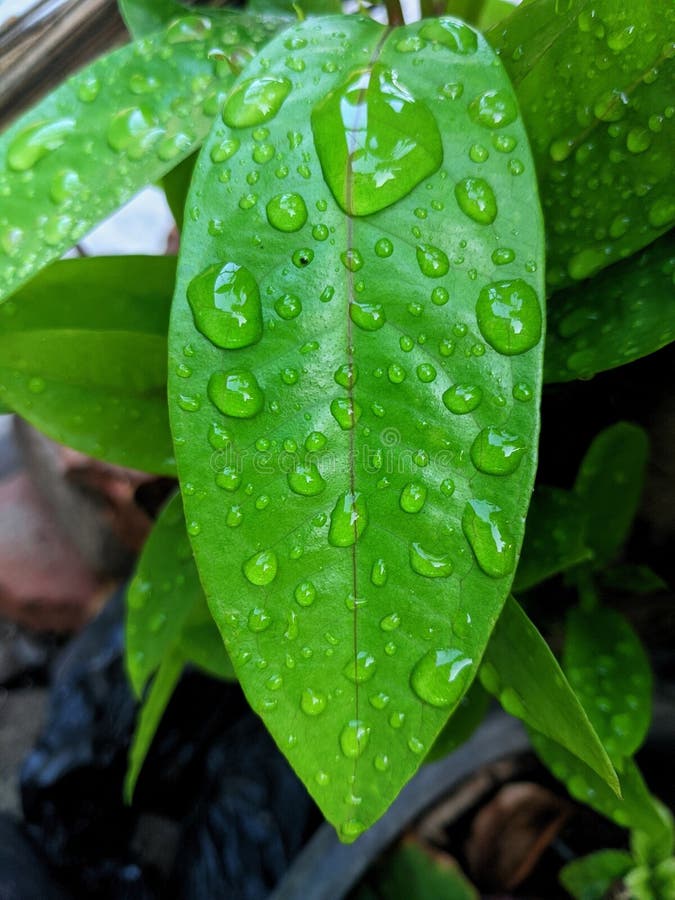 Green Leaves in Front of the House Stock Image - Image of horizontal ...