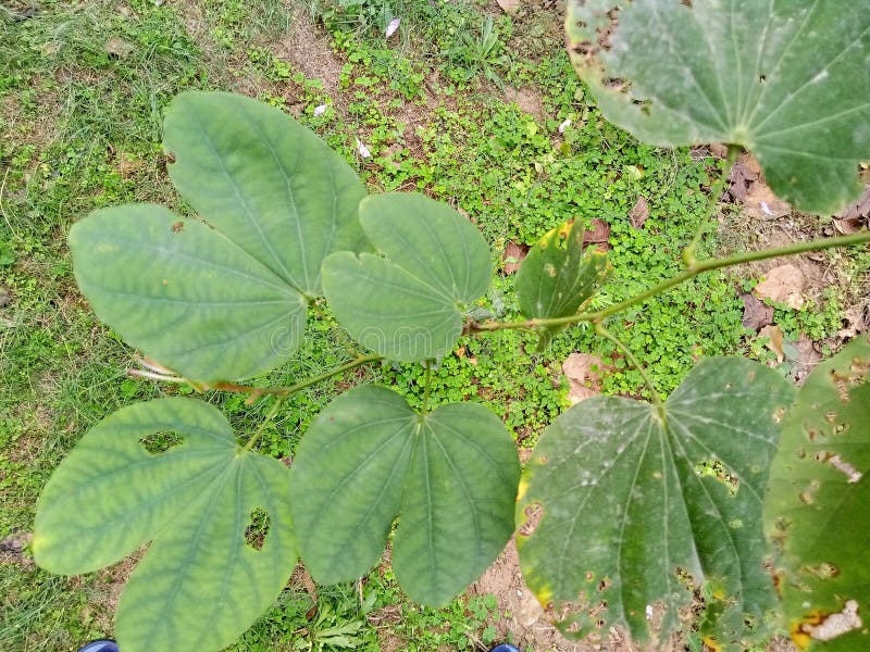 Green leaves on garden. stock photo. Image of garden - 167043206