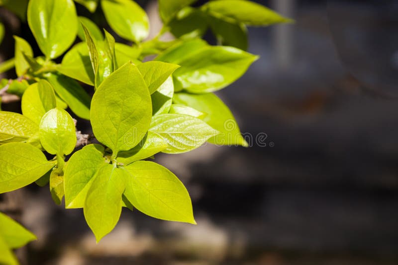 Green leaves in garden stock image. Image of botanical - 227778089