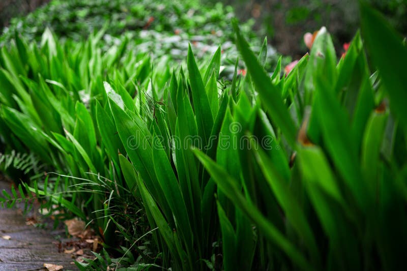 Green leaves in the garden stock photo. Image of fresh - 299966484