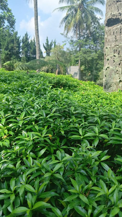Green Leaves in Garden, East Java Stock Photo - Image of crop, soil ...