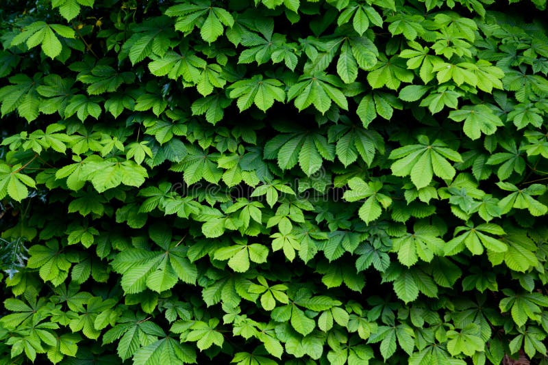 Green Leaves on a Garden Hedge in Low Light Stock Image - Image of ...