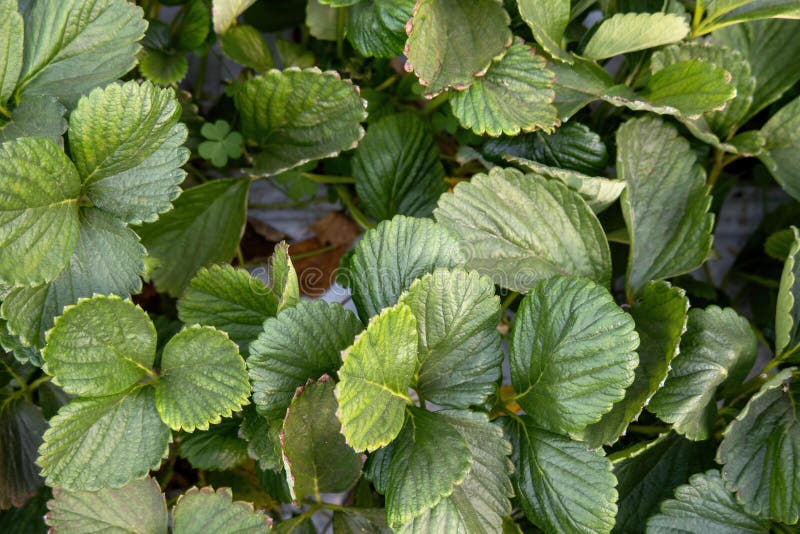 Green Leaves of Garden Strawberry for Background Wild Strawberry Leaves ...