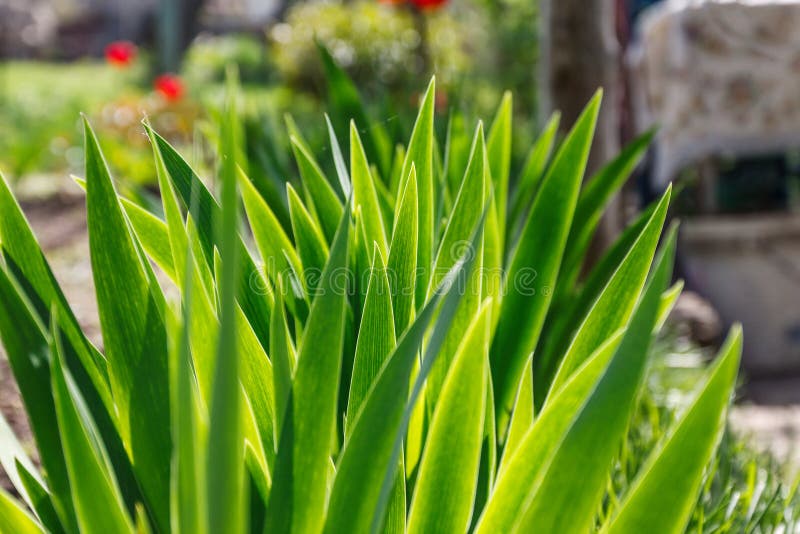 Green Leaves in Garden in Sunlight in Spring Stock Photo - Image of ...