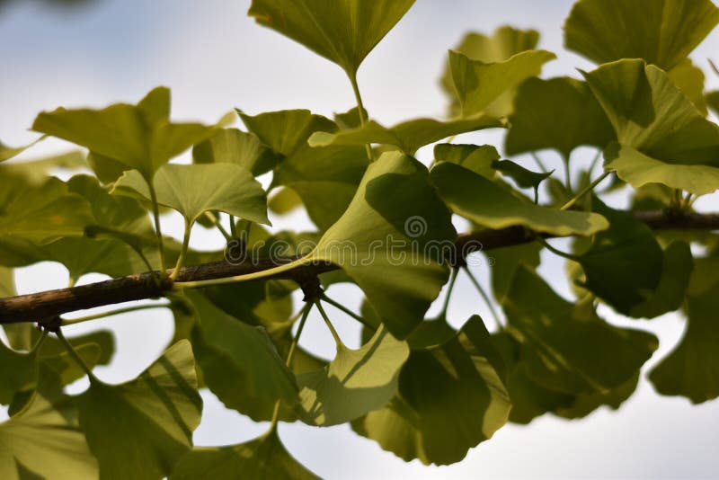 Leaves of a Gingko Biloba Tree Stock Photo - Image of branch, biloba ...