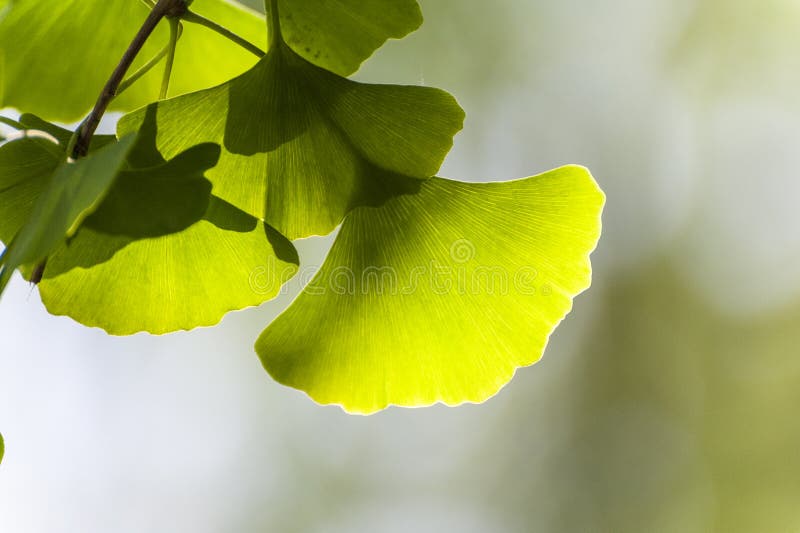 Green Leaves of Ginkgo Tree Stock Photo - Image of green, botany: 34972006