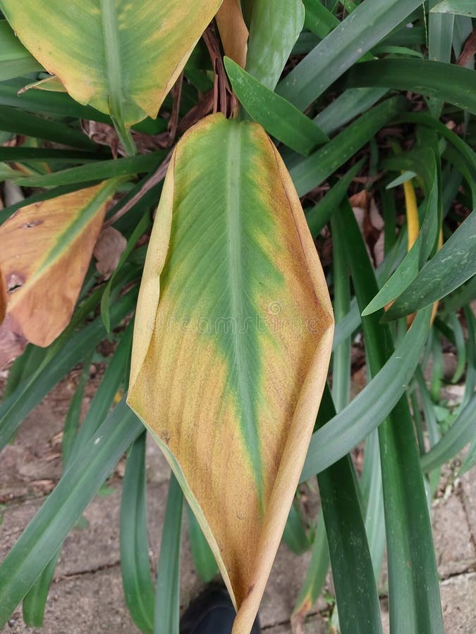 Green Leaves that are Going through the Weathering Process Stock Photo ...
