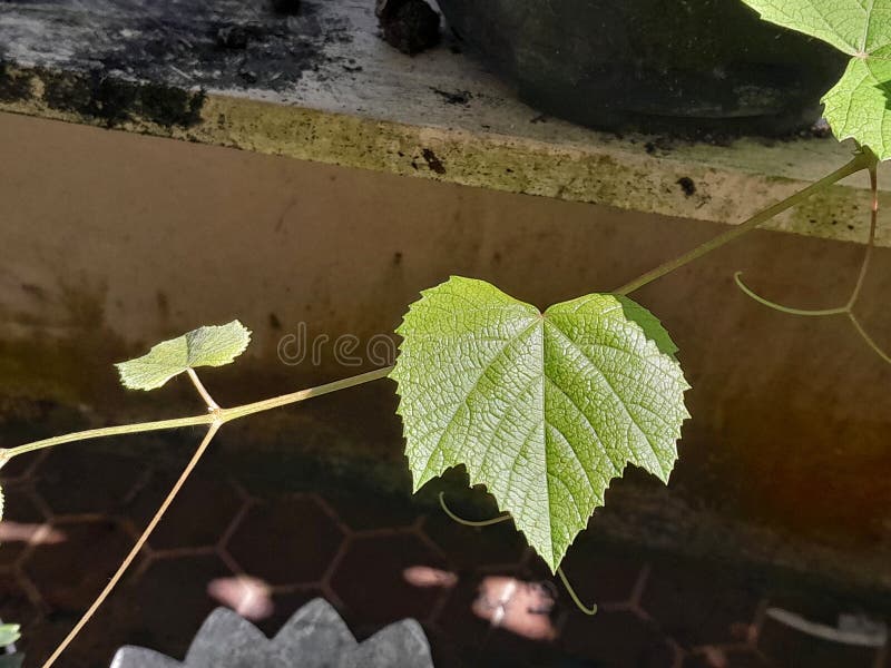 Green Leaves Grape in the Morning Light Up Stock Photo - Image of ...