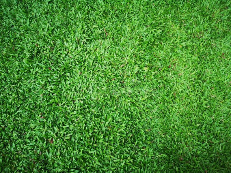 Green Leaves Grass Nature Background Stock Photo - Image of green ...