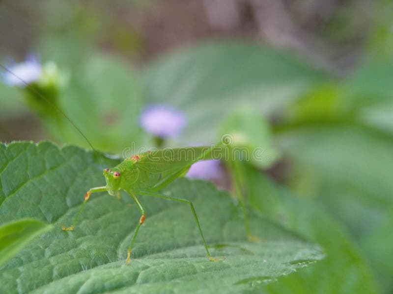 Green Leaves Grasshopper Perch on the Surface of Grass Leaf Stock Image ...