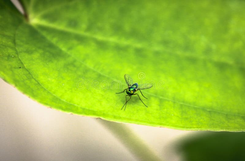 Mosquito restricted stock image. Image of restricted - 112197293