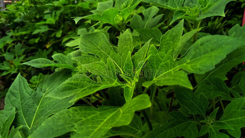 Green leaves growing stock photo. Image of agriculture - 245755060