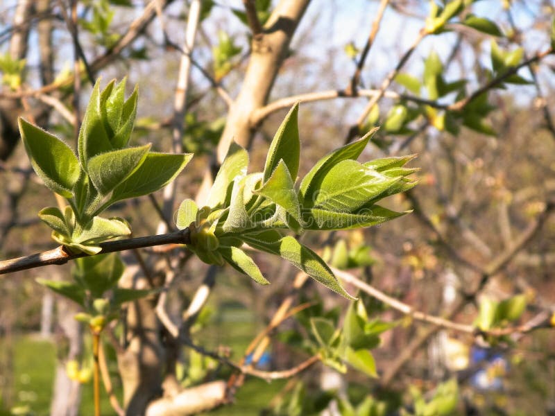 Green Leaves Growing on Branch Stock Image - Image of growing, natural ...
