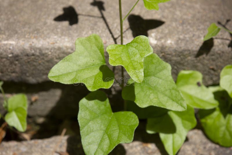 A Vine Growing from Damaged Cement Stock Photo - Image of leaves ...