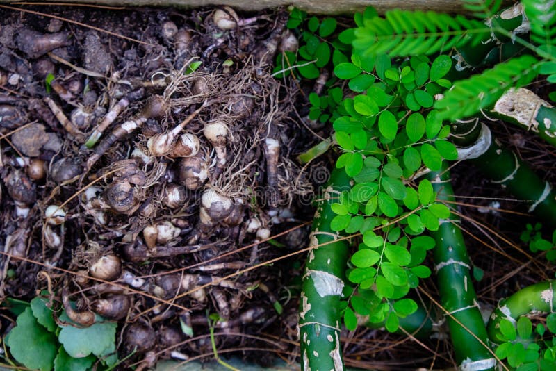 Green Leaves Growing on the Ground, and the Roots Can Be Seen on Stock ...