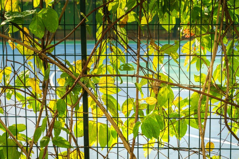 Green Leaves Growing on a Metal Grid Fence Stock Photo - Image of iron ...