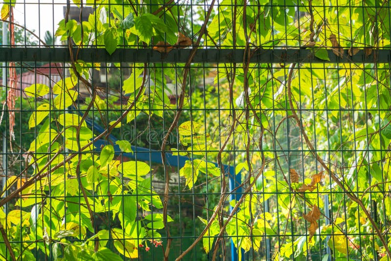Green Leaves Growing on a Metal Grid Fence Stock Photo - Image of ...