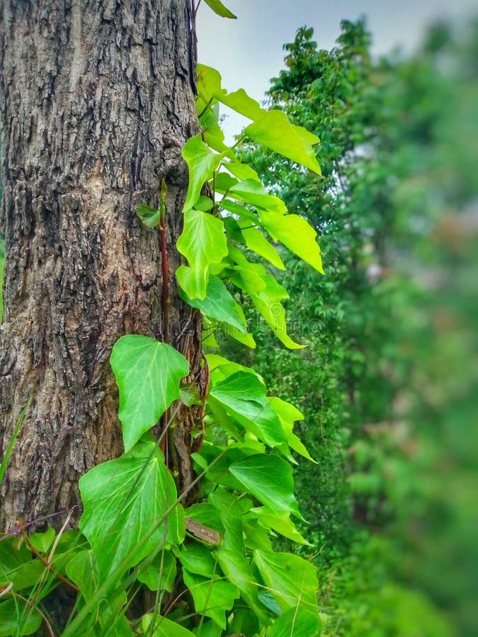 Green Leaves Growing Over Tree Bark Creating a Pleasing Texture Stock ...