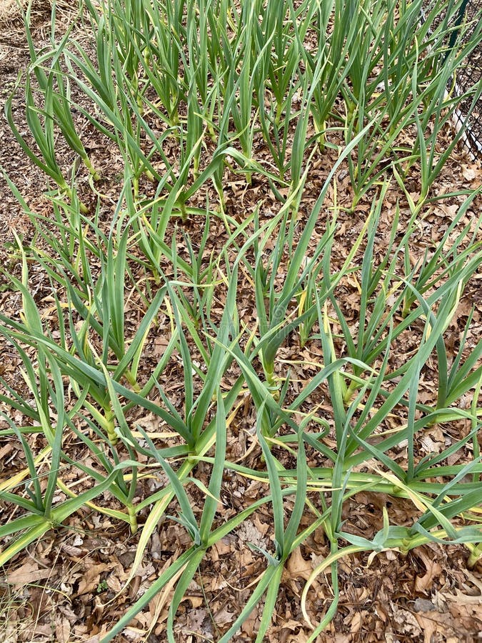 Patch of Garlic Greens stock photo. Image of herb, patch - 246698998