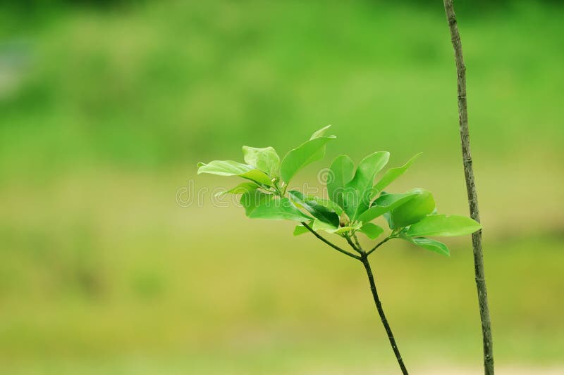 Green Leaves Growing in Spring Stock Photo - Image of closeup, spring ...