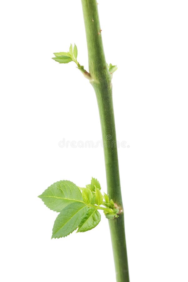 Green Leaves Growing From Stem Stock Photo - Image of bloom, beginning ...
