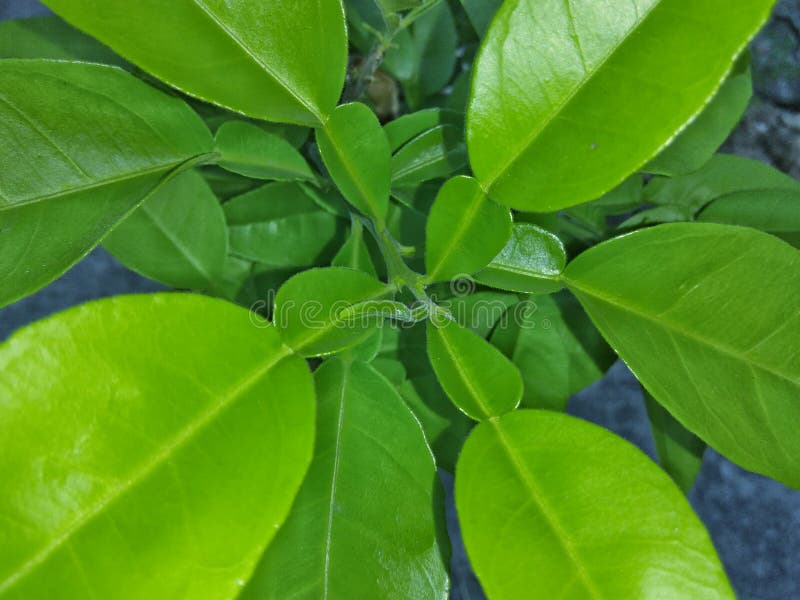 Green Leaves Growing on a Sweet Lemon Tree Stock Photo - Image of sweet ...