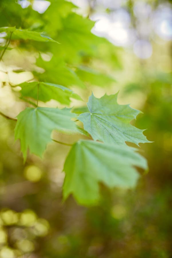 Green Leaves Growing in on the Trees Background. Early Spring Time ...