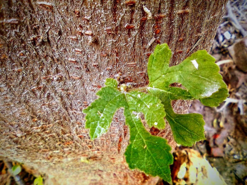 Green Leaves Grown from the Stem of a Tree Stock Image - Image of brown ...