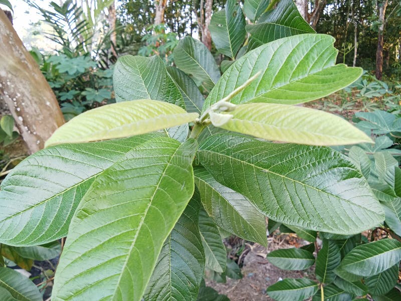 The Green Leaves of the Guava Plant Stock Image - Image of garden ...