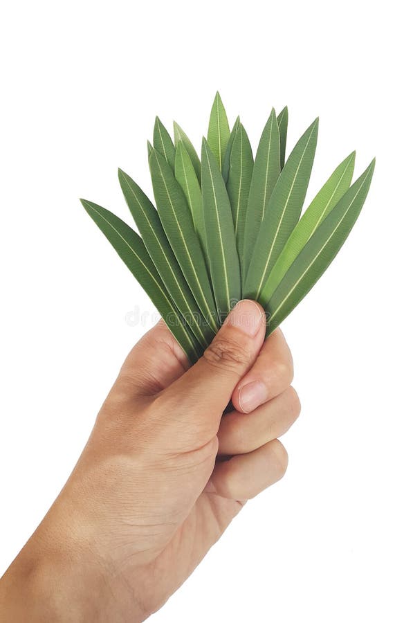 Green leaves in the hand stock photo. Image of people - 156571614