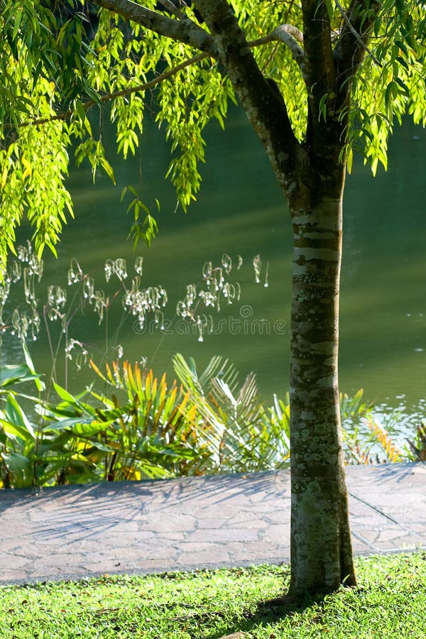 Green Leaves Hanging from a Tree in Park Stock Image - Image of summer ...