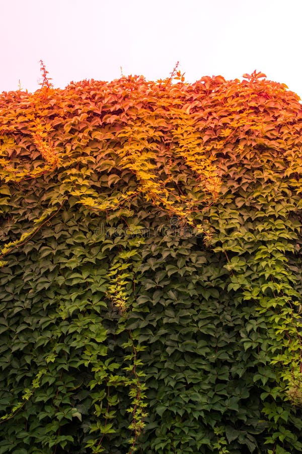 Green Leaves Hanging from a Wall on Display Stock Image - Image of ...