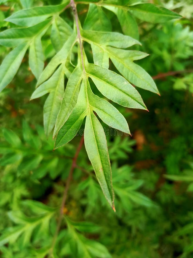 Green Leaves Have a Beautiful Shape with a Pointed Tip Stock Photo ...