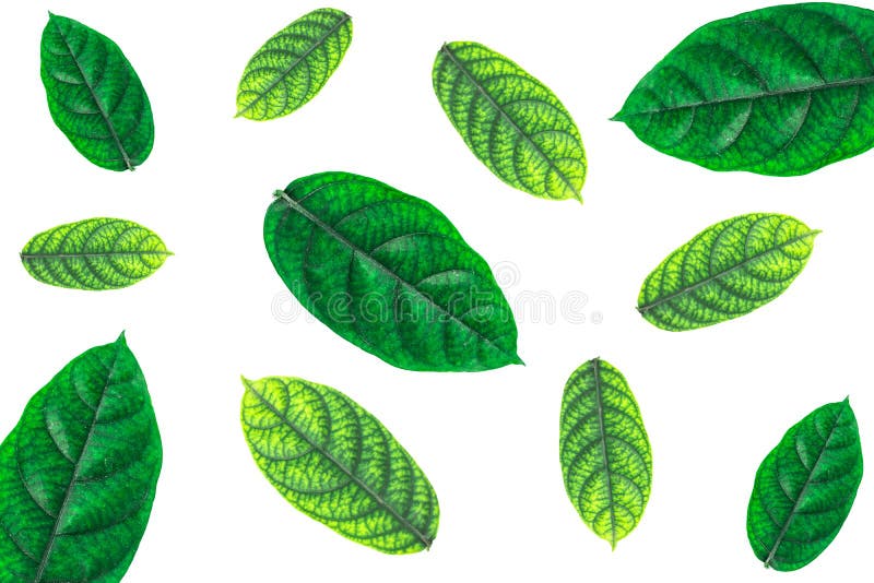 Green Leaves Have Many Leaves Stock Photo - Image of single, aromatic ...