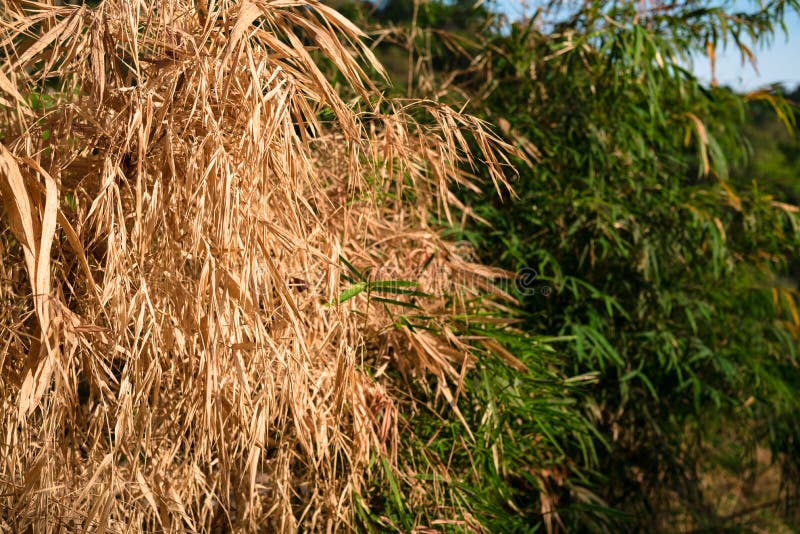 Green Leaves and Hay Branches Stock Photo - Image of light, sunlight ...