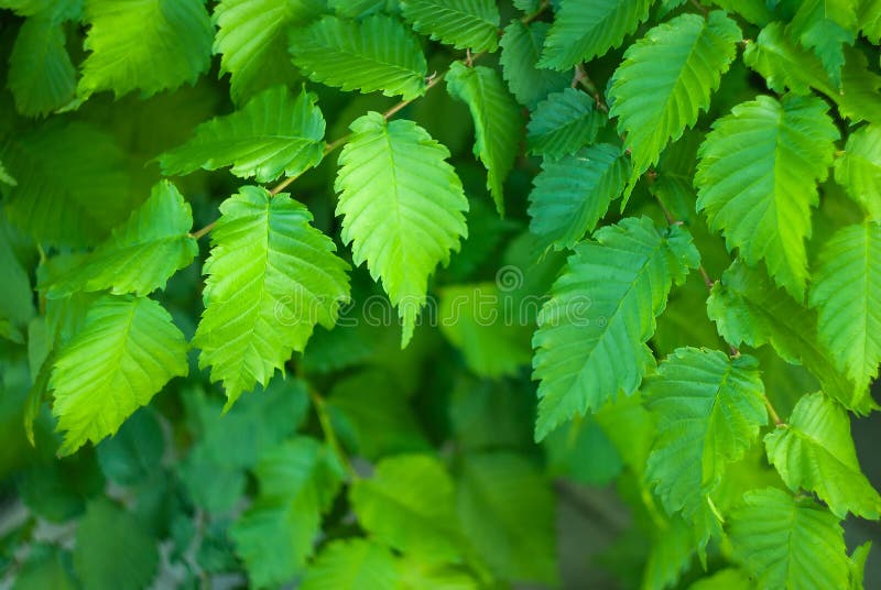 Green Leaves of Hazel Tree for Background Stock Image - Image of ...