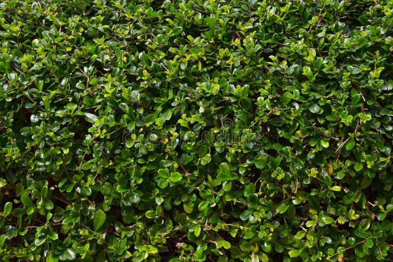 Hedge Pattern stock photo. Image of shape, leaves, vegetation - 1463444