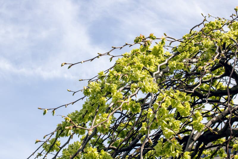 Green Leaves on a Hop Tree in Spring Stock Image - Image of growing ...