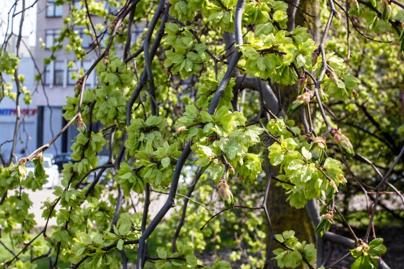 Green Leaves on a Hop Tree in Spring Stock Image - Image of ...