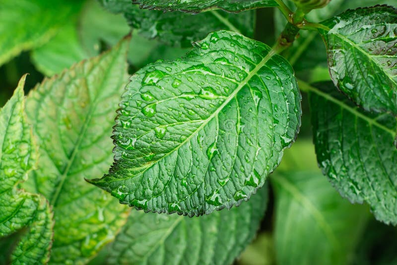 Green Leaves of Hydrangea Bush from Above Stock Image - Image of ...
