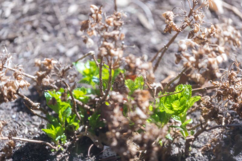 Green Leaves of Hydrangea Bush from Above Stock Photo - Image of bright ...