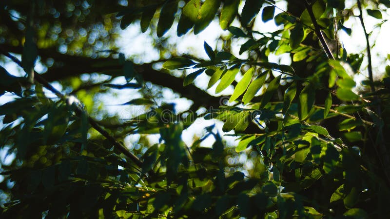 Green Leaves Illuminated by Sunlight, Bottom View Stock Photo - Image ...