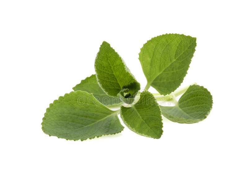 Green Leaves of Indian Borage Isolated on White Background Stock Image ...