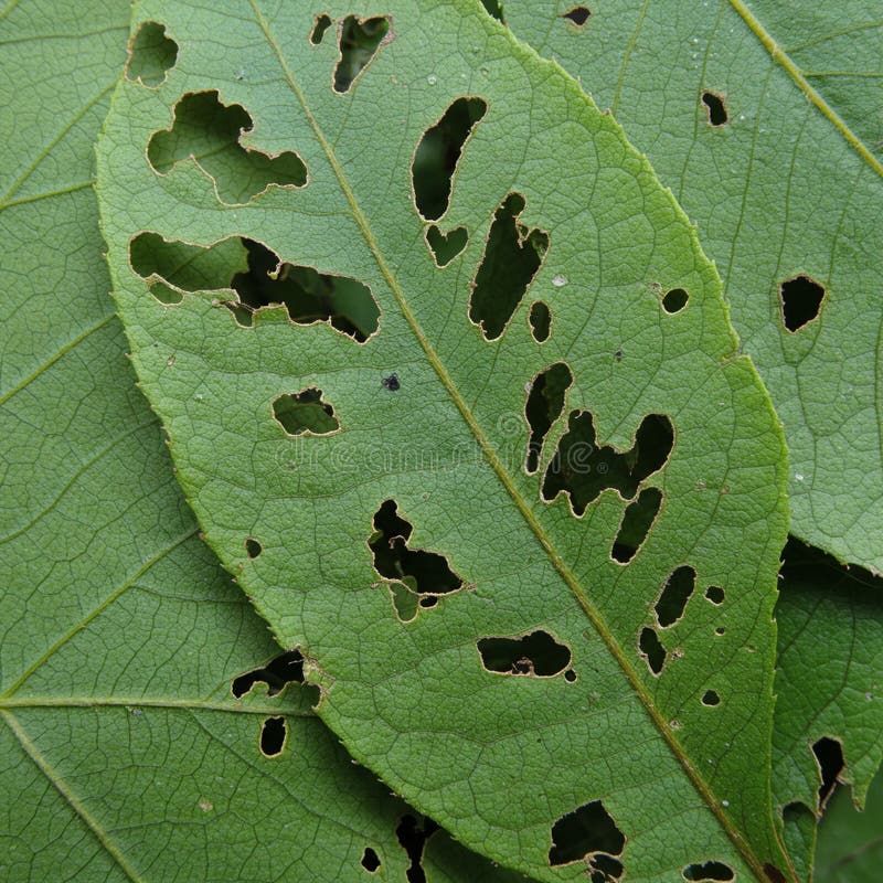 Insect Feeding Stock Illustrations – 7,201 Insect Feeding Stock ...