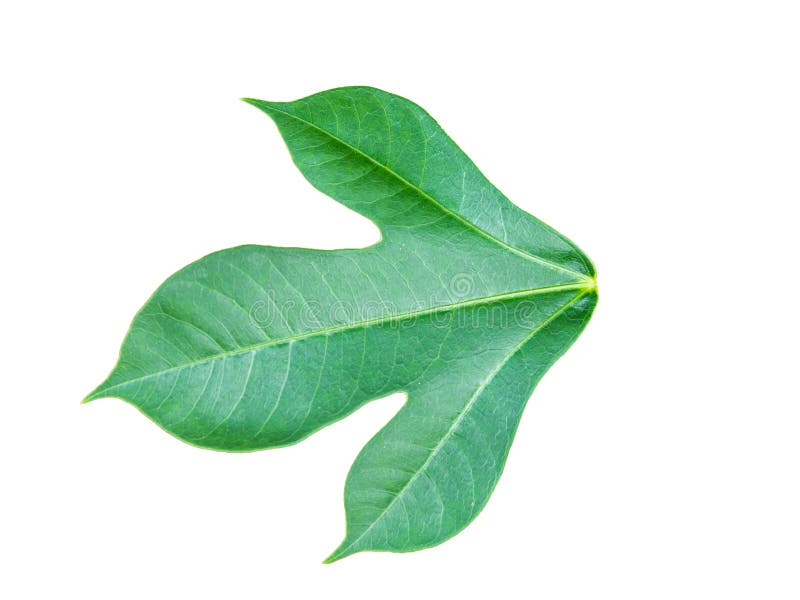 Green leaves isolate stock photo. Image of tropical, foliage - 73832828