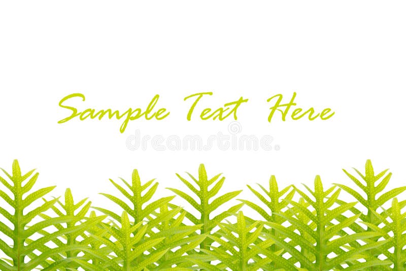 Green Leaves Isolated for Text and Background Stock Photo - Image of ...