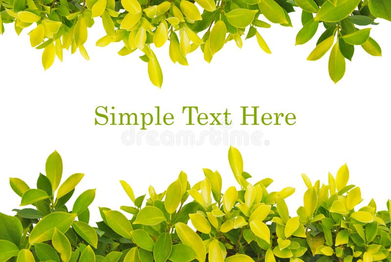 Green Leaves Isolated for Text and Background Stock Image - Image of ...