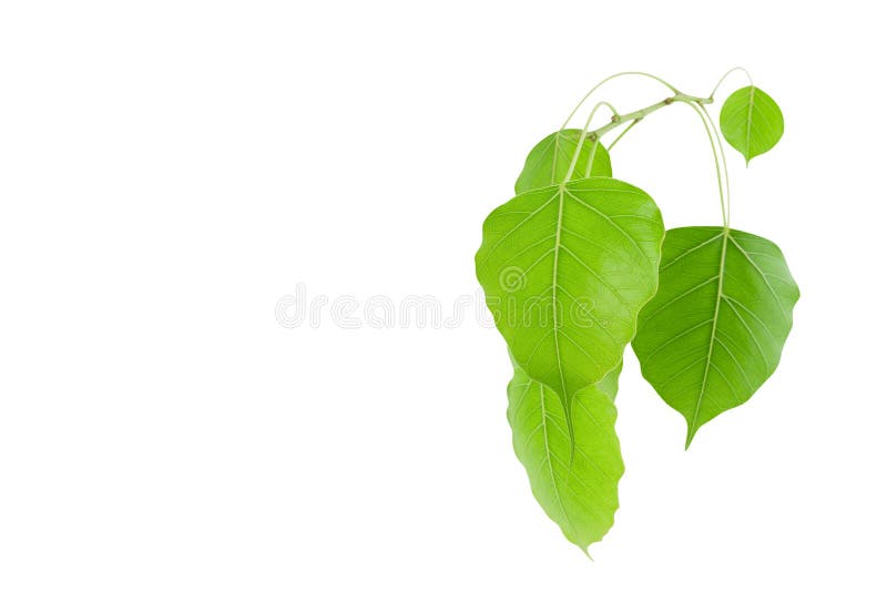 Green Leaves Isolated on White Background ,copy Space for Text. Stock ...