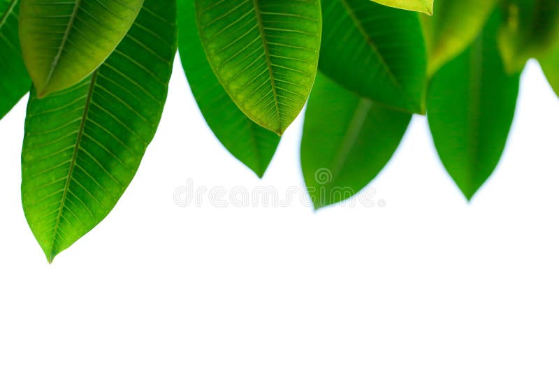 Green Leaves Isolated on White Background without Shadow. Spring Stock ...